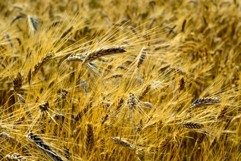 Field of ripe barley stock image. Image of agriculture - 78887617