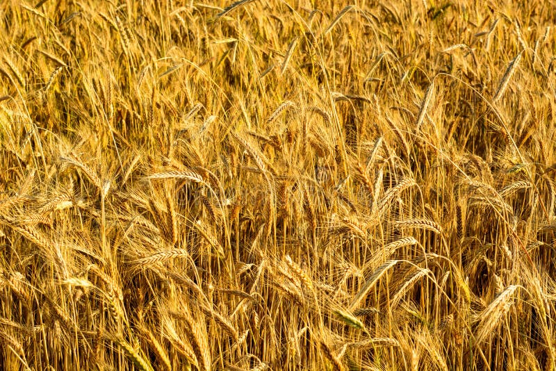 Field of ripe barley stock photo. Image of farm, cereal - 78887798