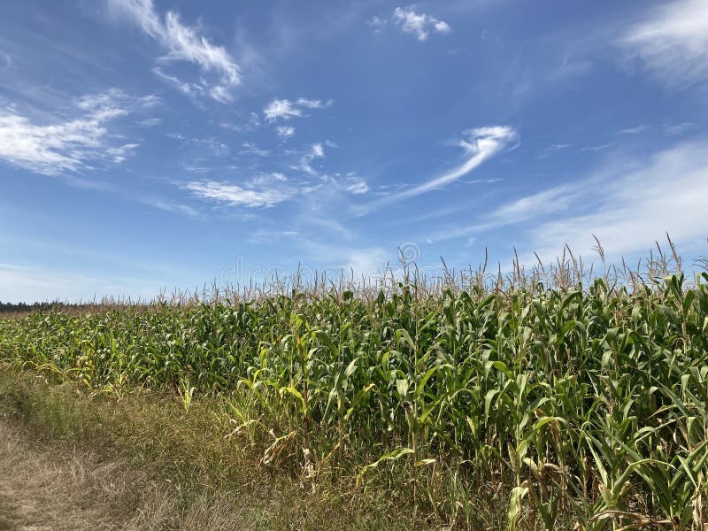 Field of Ripe Corn Bushes on the Field Stock Photo - Image of corn ...