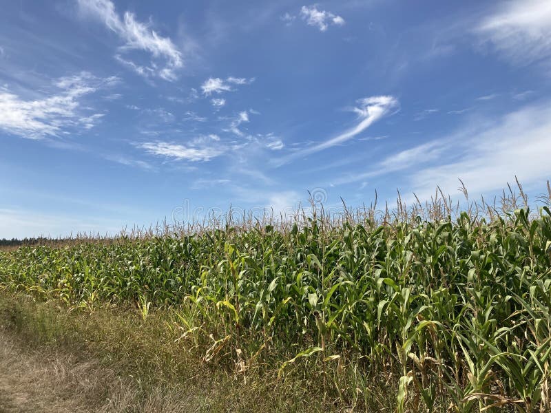 Field of Ripe Corn Bushes on the Field Stock Photo - Image of landscape ...