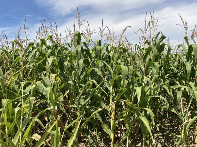Field of Ripe Corn Bushes on the Field Stock Image - Image of ...