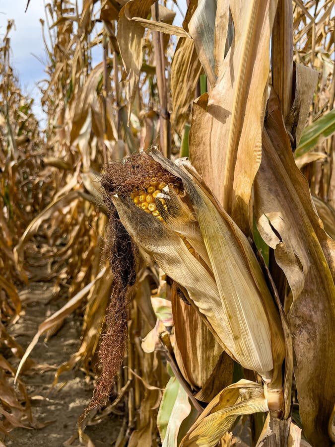 Field of Ripe Corn before Harvesting Stock Photo - Image of plant ...