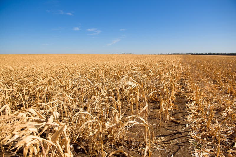 A Field of Ripe Corn Ready for Harvest in the Fall. Stock Image - Image ...