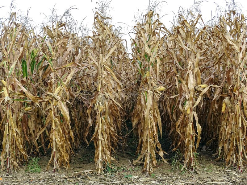 Field of Ripe Corn in September. in Maramures County, Romania Stock ...