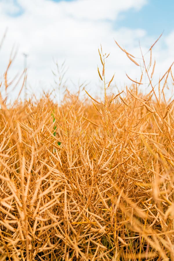 Field of Ripe Dry Rapeseed Filled with Seeds Stock Photo - Image of ...