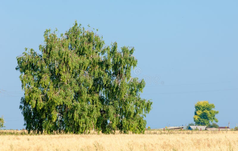 Field of Ripe Grain. Ripe Barley. Ripe Oats Stock Photo - Image of ...