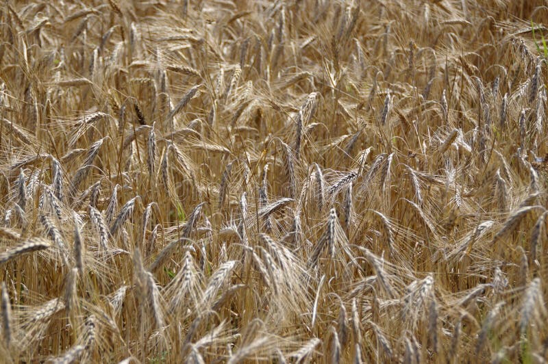 Field of ripe grain stock image. Image of food, bread - 96321985