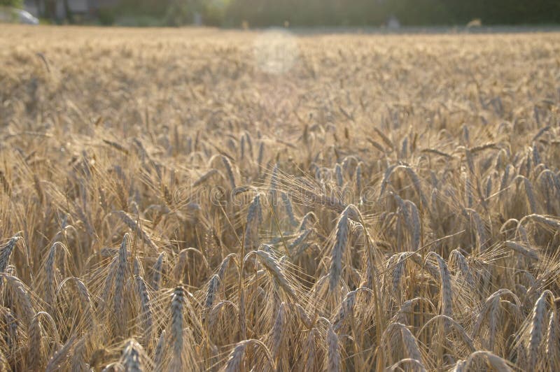 Field of ripe grain stock image. Image of agriculture - 96322083