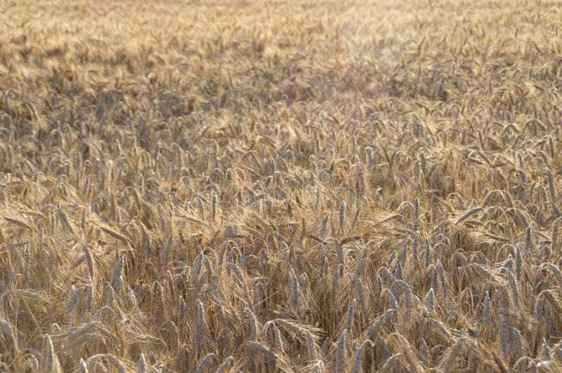Field of ripe grain stock image. Image of agriculture - 96322287
