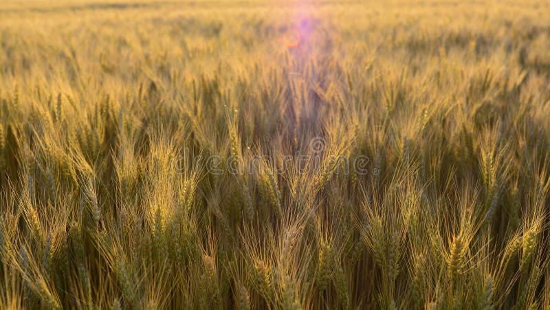 Field ripe grain at summer stock photo. Image of plantation - 349002818
