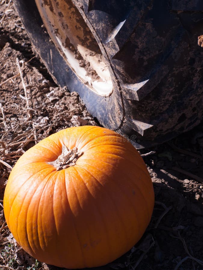 Ripe Pumpkins in a Field stock image. Image of cucurbita - 255964179