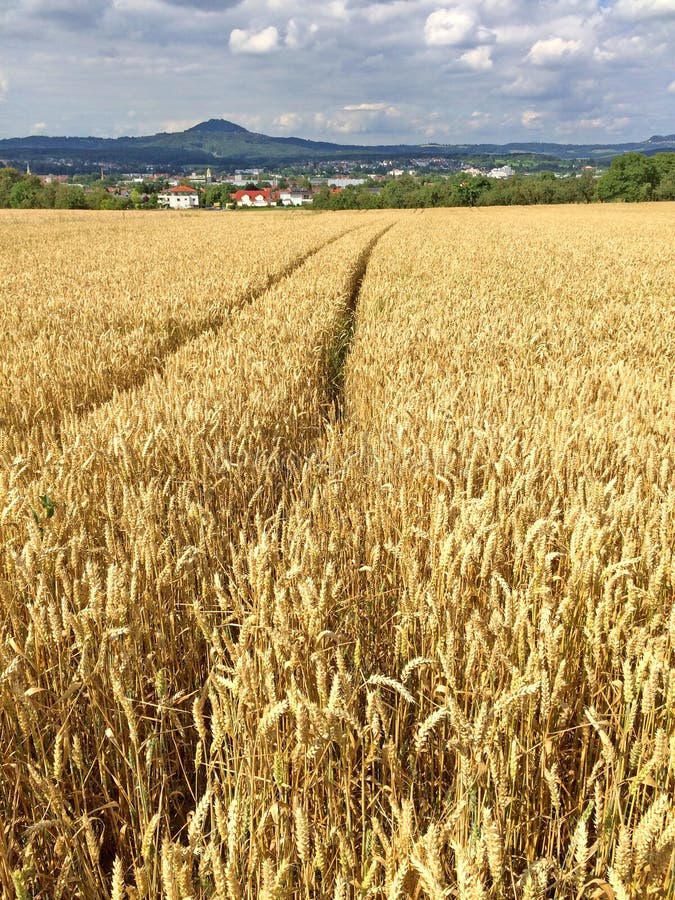 Field of ripe rye stock image. Image of landscape, nature - 74903043