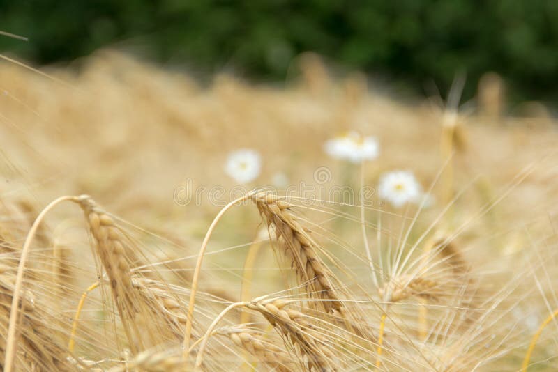 Field with ripe rye stock image. Image of nature, detail - 161545661
