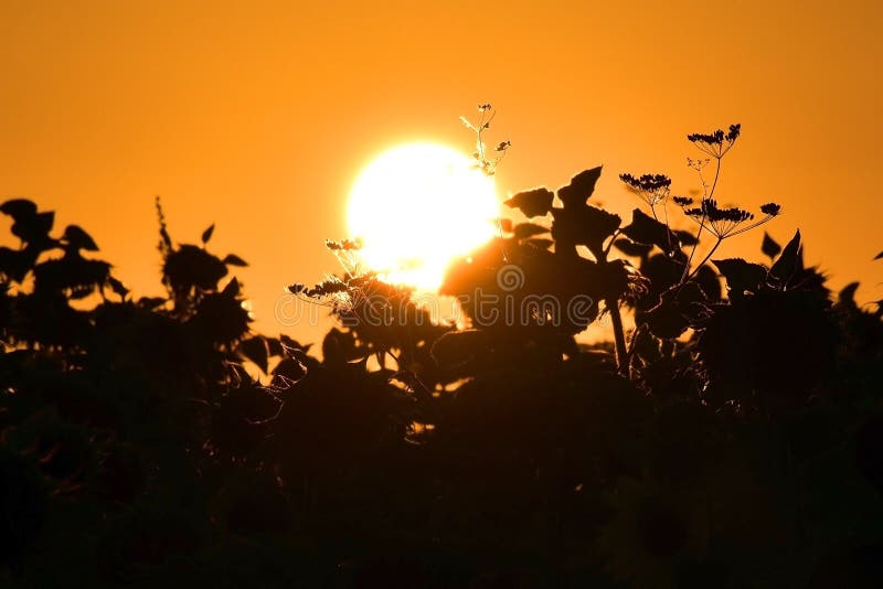 Field of Ripe Sunflowers at Sunset Stock Photo - Image of sunflower ...