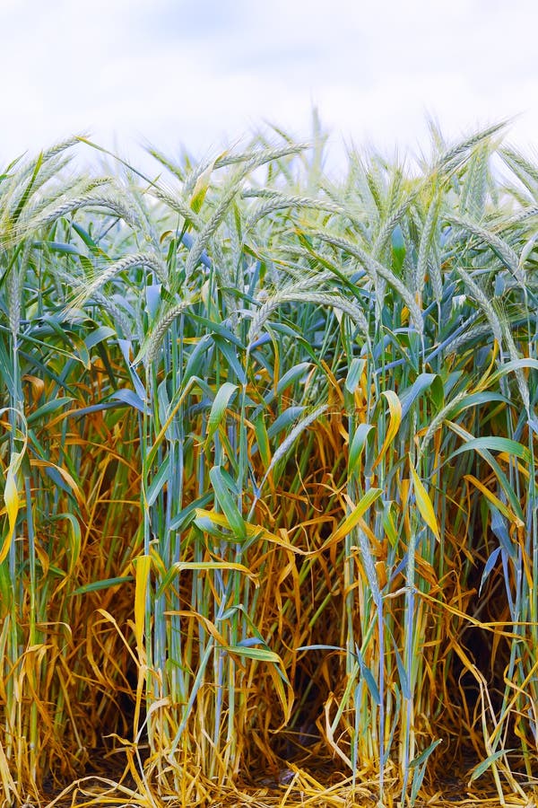 Field of Ripe Triticale Ears Stock Image - Image of cereal, green: 40677973
