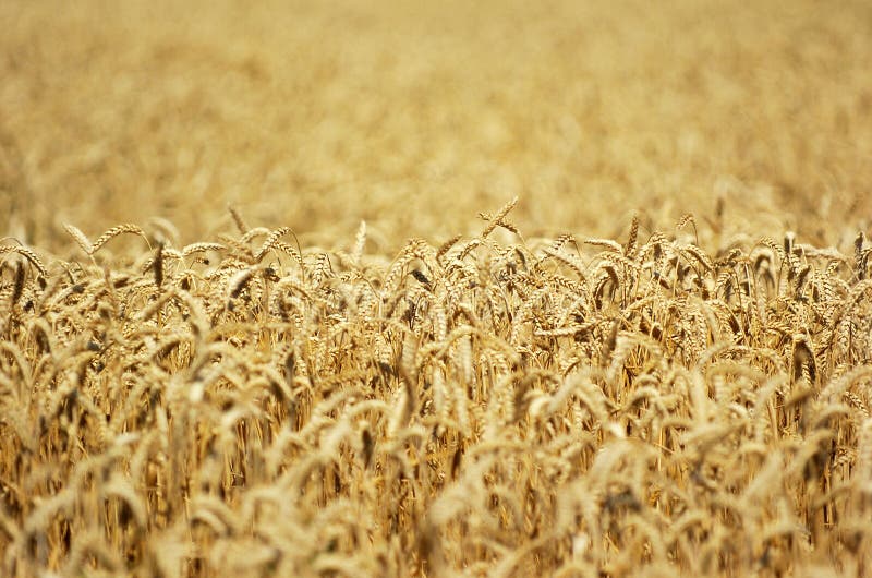 Field Of Ripe Wheat Picture. Image: 1529077