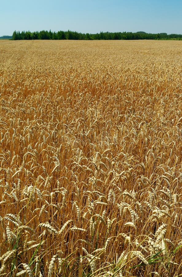 Field of Grain stock image. Image of agriculture, cornfield - 20108565