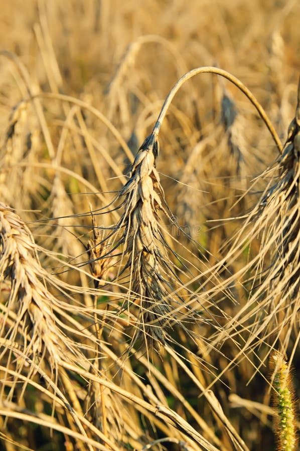 Field with ripe wheat, stock photo. Image of agricultural - 20673526