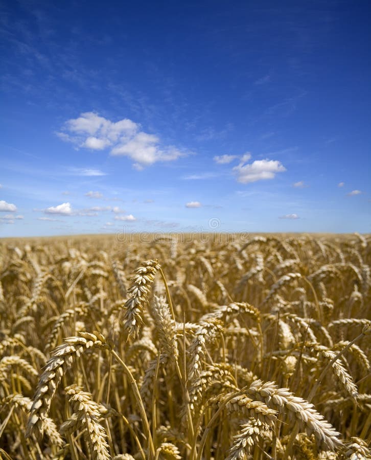Wheat fields with clouds stock image. Image of cloudy - 2689707