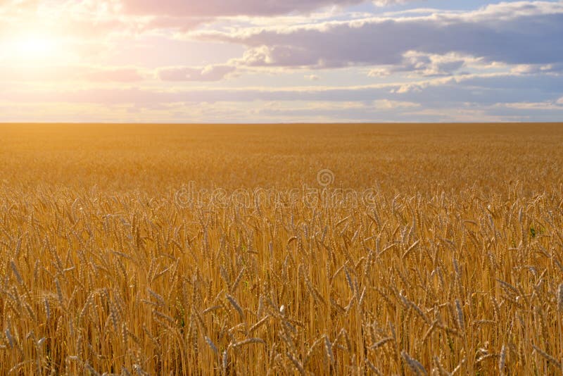 Field with Ripe Wheat Background Bright Orange Sunset Stock Photo ...