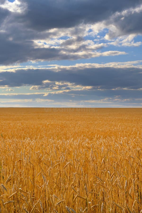 Field Ripe Wheat Against Background Thickening Clouds Stock Photo ...