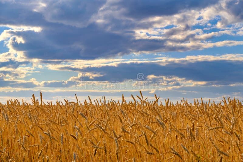 Field with Ripe Wheat Background Bright Orange Sunset Stock Photo ...