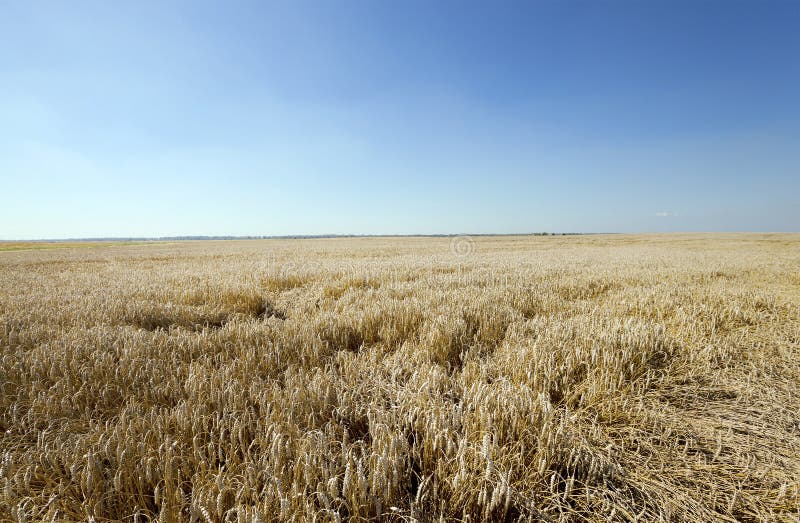 Ripe Wheat Harvest in Summer Stock Image - Image of cereal, ripe: 255570355