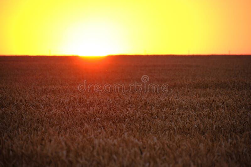 Field with Ripe Wheat Background Bright Orange Sunset Stock Photo ...