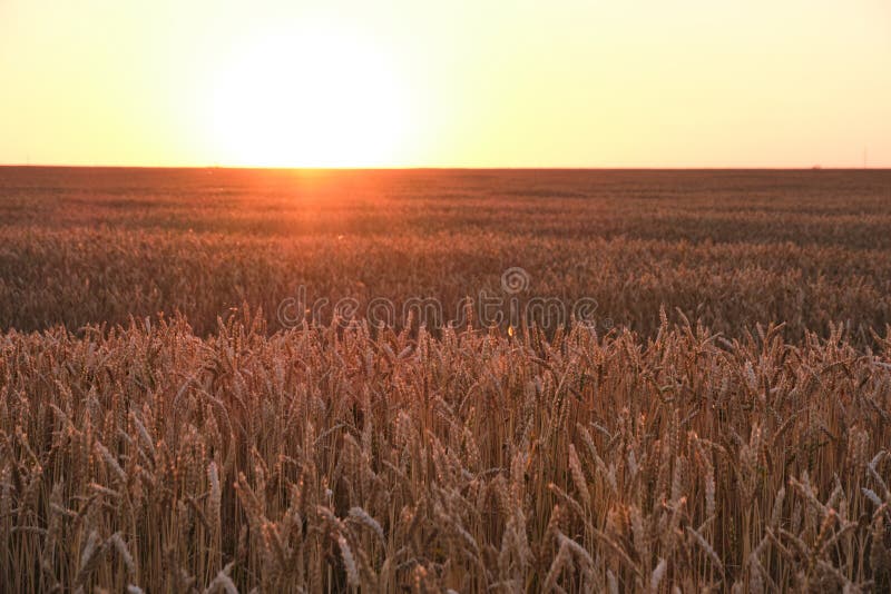 Field with Ripe Wheat Background Bright Orange Sunset Stock Photo ...