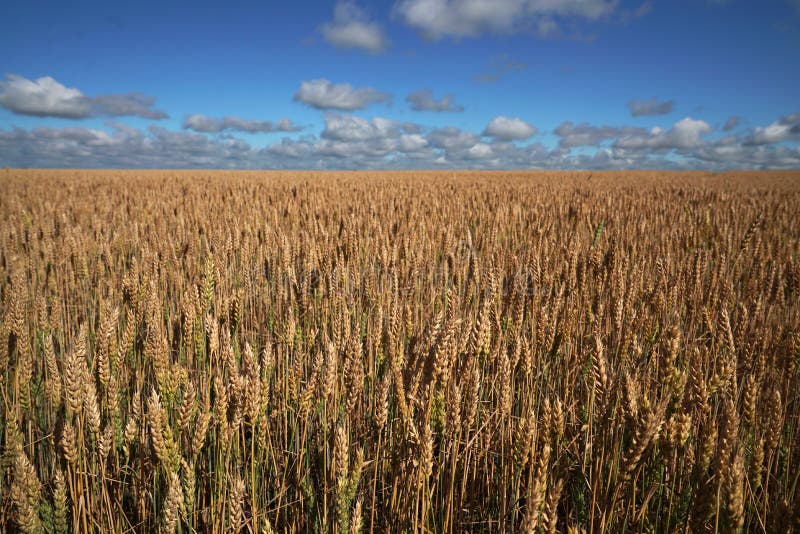 Field of Ripe Wheat and Blue Sky with Clouds Stock Image - Image of ...