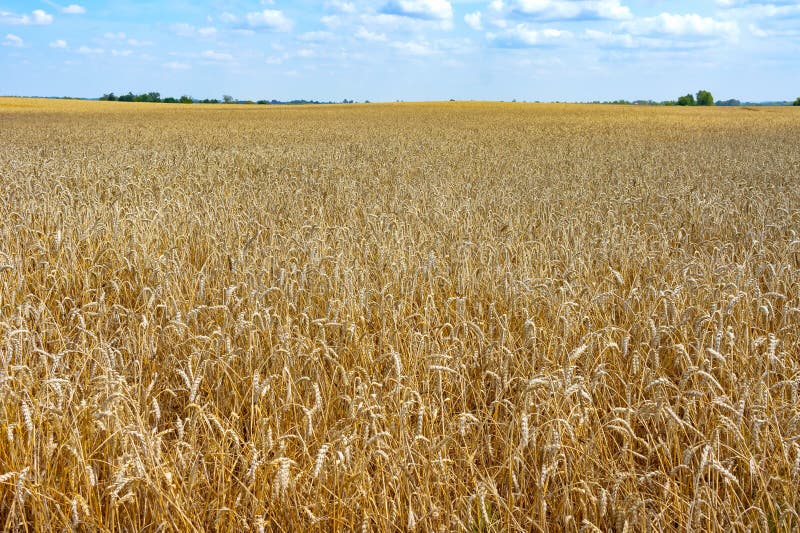The Field of Ripe Wheat, Ripe Ears in the Field Stock Image - Image of ...