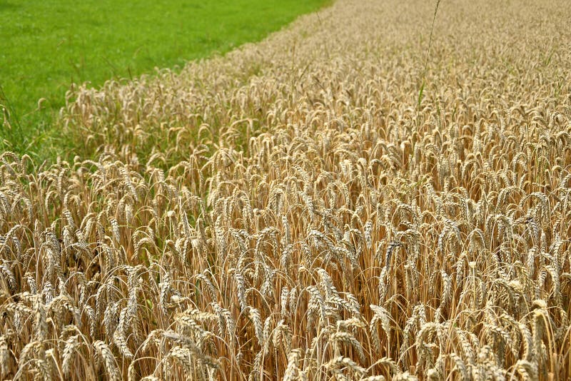 Field of Ripe Wheat in Germany Stock Image - Image of cultivation ...