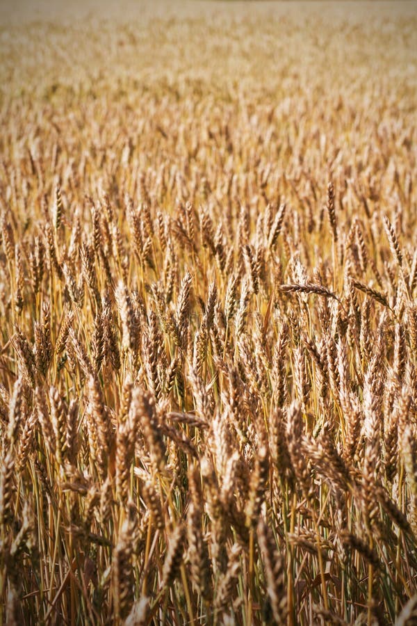 Field of ripe wheat stock image. Image of chaotic, nature - 41784117