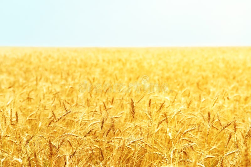 Field of ripe wheat stock image. Image of rural, scene - 96833561