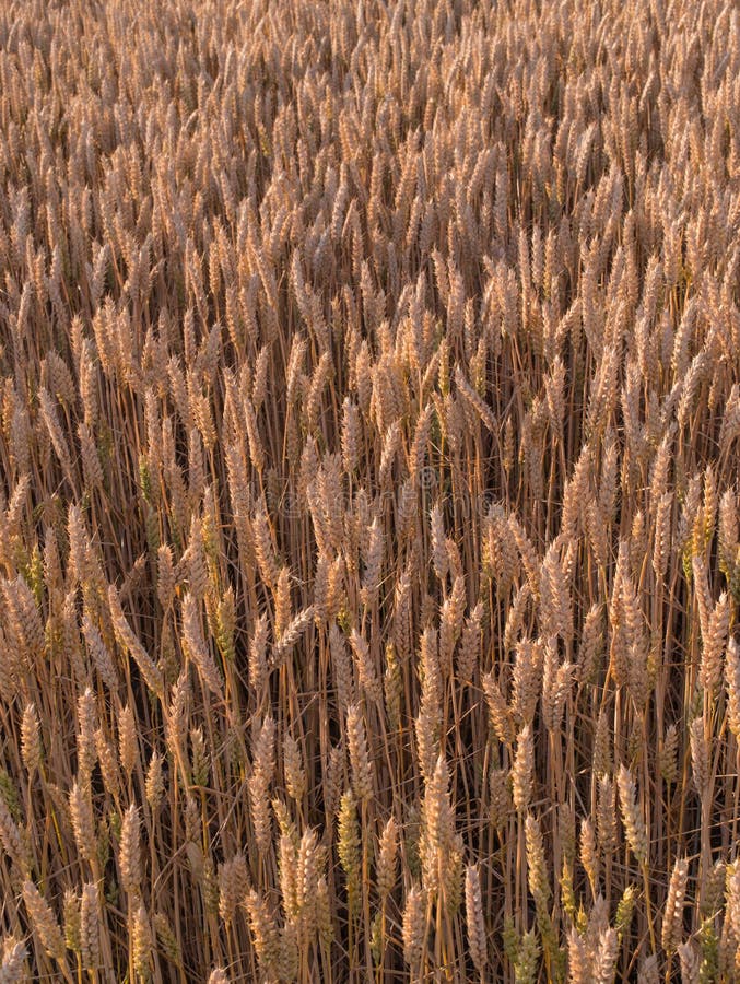 Field of ripe wheat stock image. Image of rural, summer - 34405767
