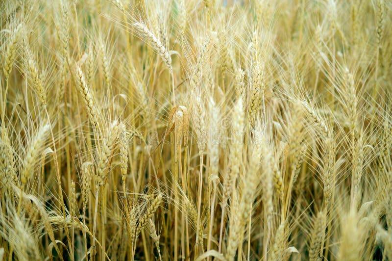 Field with Ripe Wheat. Harvest of Grain Stock Image - Image of ...