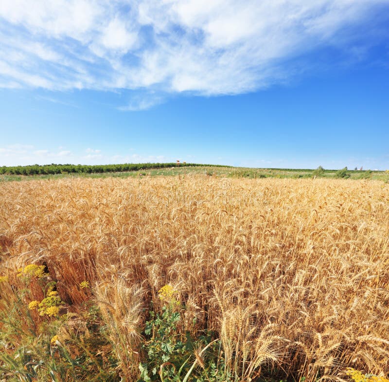 A field of ripe wheat stock photo. Image of growth, food - 34974054