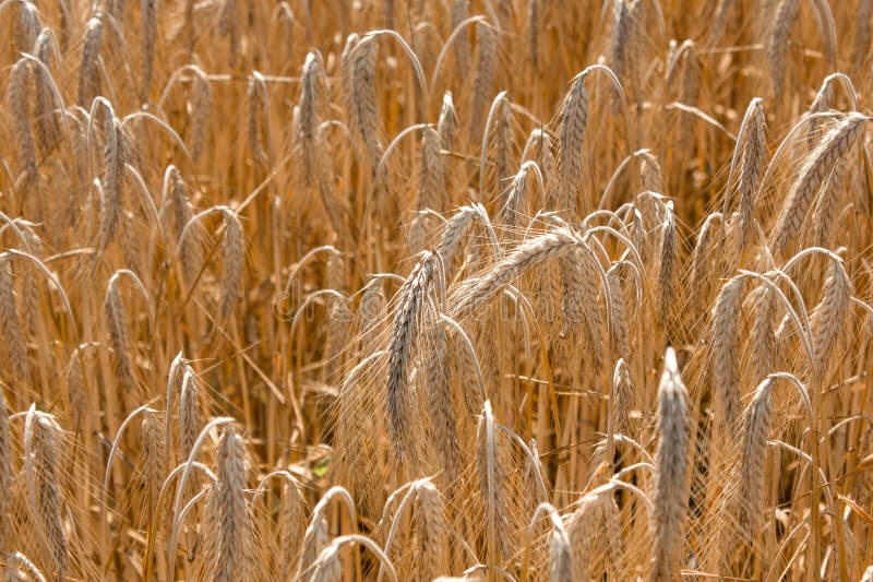 Field with Ripe Wheat. Harvesting Stock Photo - Image of yellow, nature ...
