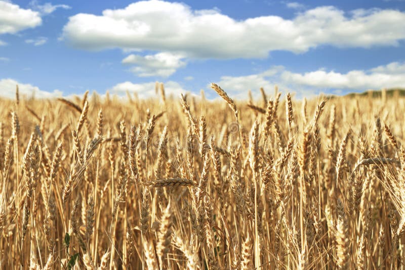 Field of ripe wheat stock image. Image of wheat, grain - 153967473