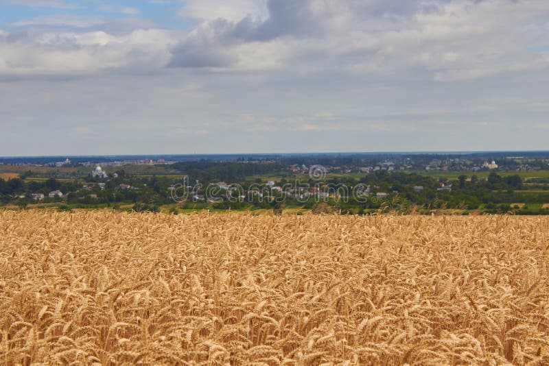 Field of Ripe Wheat,landscape of Wheat Outside the Village Stock Photo ...