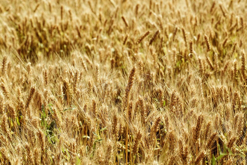 Field of ripe wheat stock photo. Image of macro, ripe - 73765448