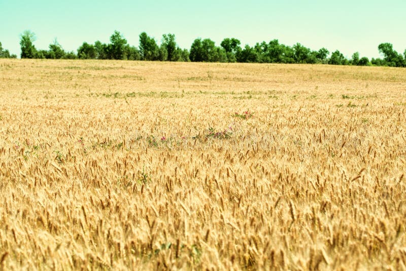 Field of ripe wheat stock image. Image of close, harvesting - 74241695
