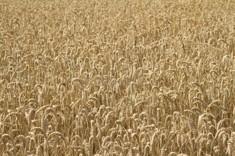 Field of ripe wheat stock image. Image of golden, environment - 43296655