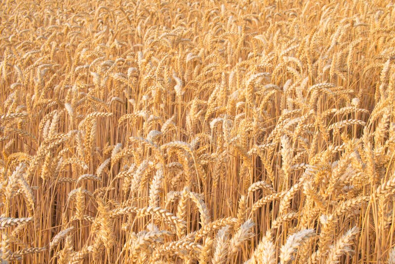 Field of ripe wheat stock image. Image of wheat, summer - 152996231