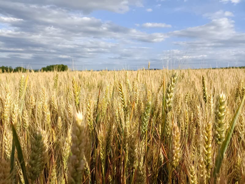 A Field of Ripe Wheat in Romania Stock Photo - Image of country, growth ...