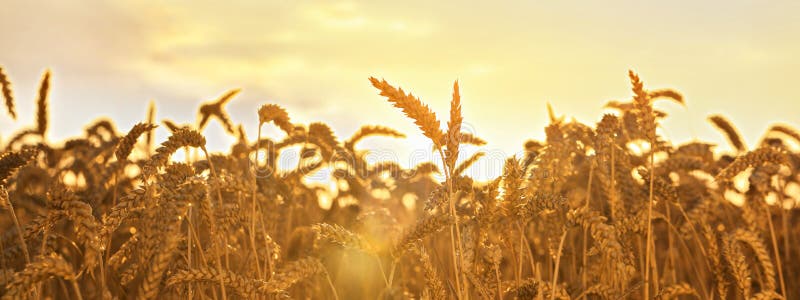 Field with Ripe Wheat Spikes on Sunny Day. Banner Design Stock Photo ...