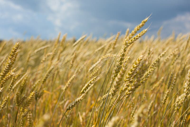Field of ripe wheat stock image. Image of natural, cloud - 74189325