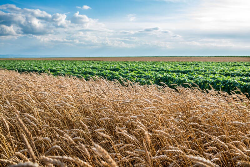 Field of ripe wheat stock photo. Image of growth, organic - 47521124