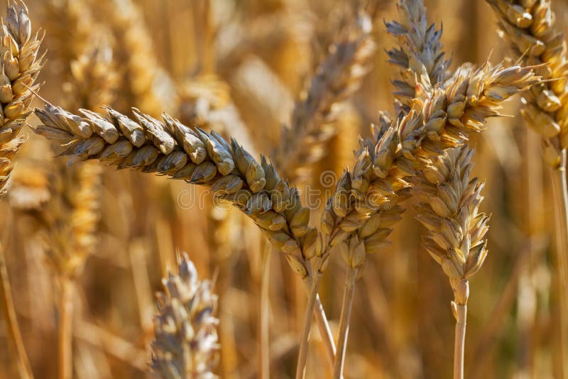 Field of ripe wheat stock photo. Image of season, ripe - 153823002