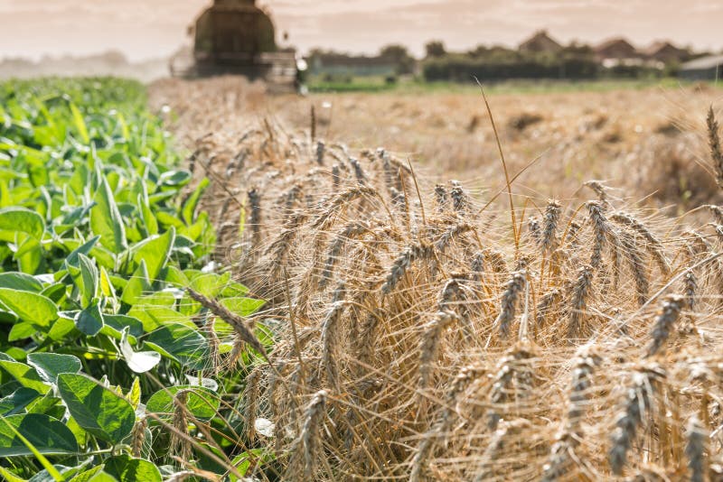 Ripe Wheat Harvest in Summer Stock Image - Image of cereal, ripe: 255570355